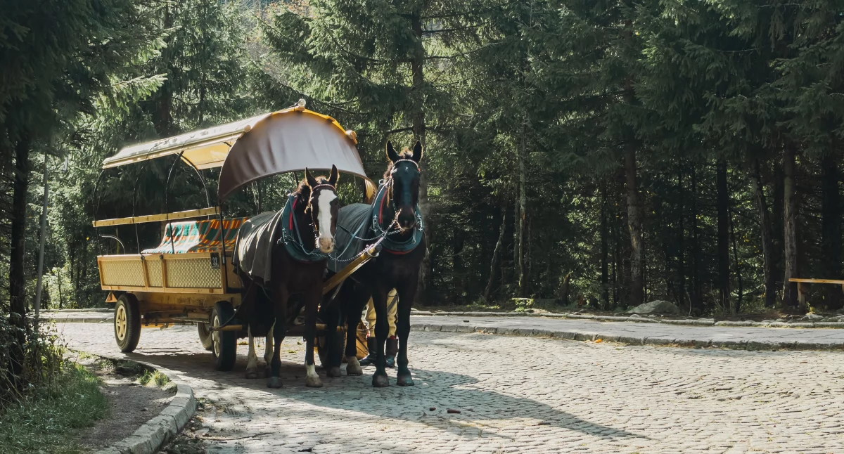 Fasiągiem nad Morskie Oko. Rozważania o przyszłości transportu konnego ...